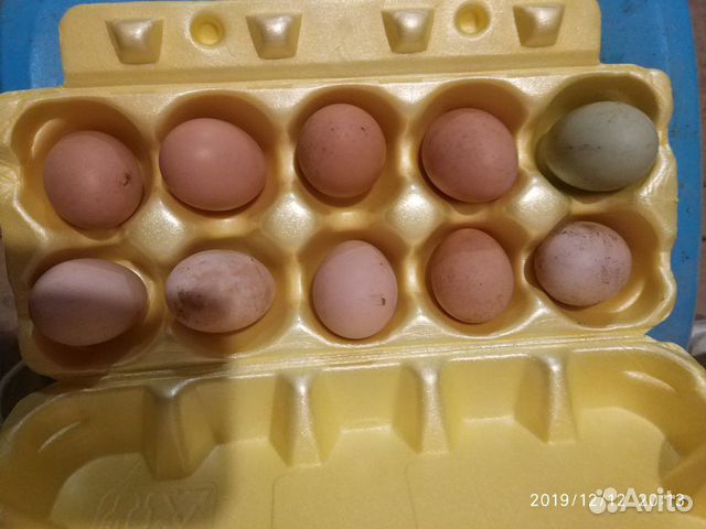 Яйца инкубационные