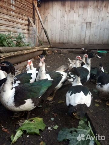 Индоутята подрощенные