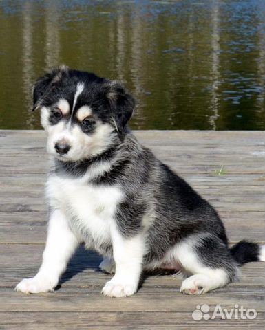 Щенок в добрые руки