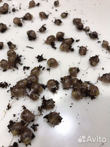 Улитки ахатины бесплатно