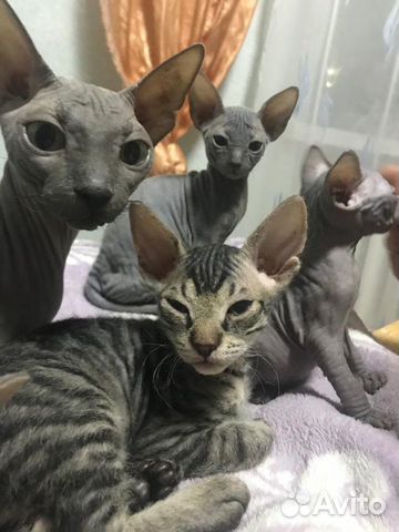 Котенок донской-сфинкс-браш