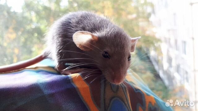 Породистые Крысята Дамбо