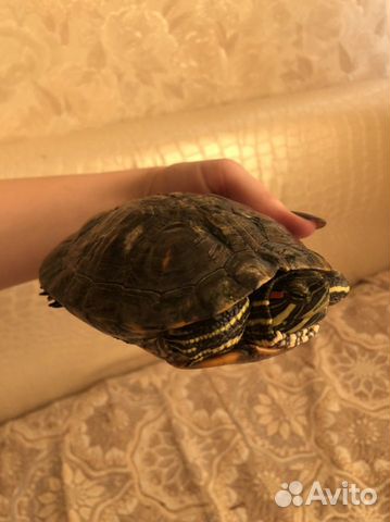 Черепаха водная