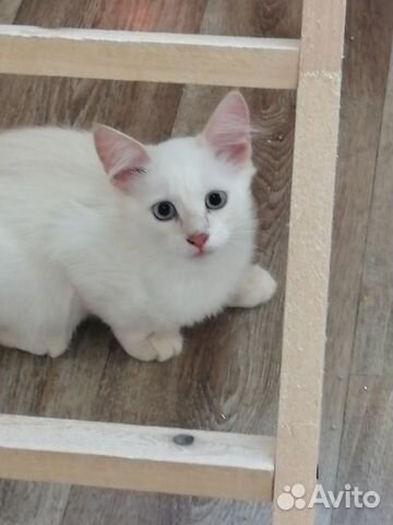 Голубоглазые котята Зефир и Тортик, мальчики 4 мес