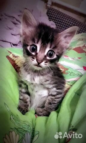 Нежная трогательная котеночка