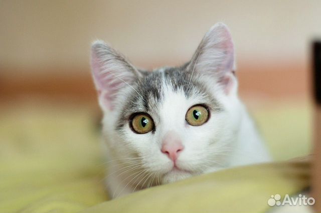 Снусмумрик - ласковый забавный белый котенок в дар