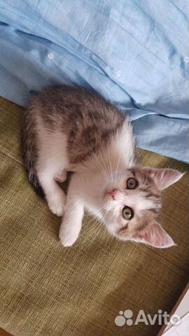 Котенок мальчик полтора месяца