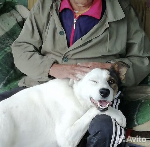 Собака в добрые руки