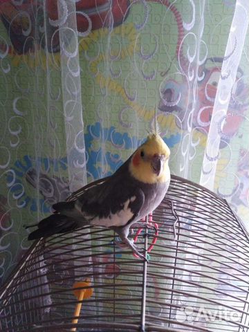 Попугай корелла