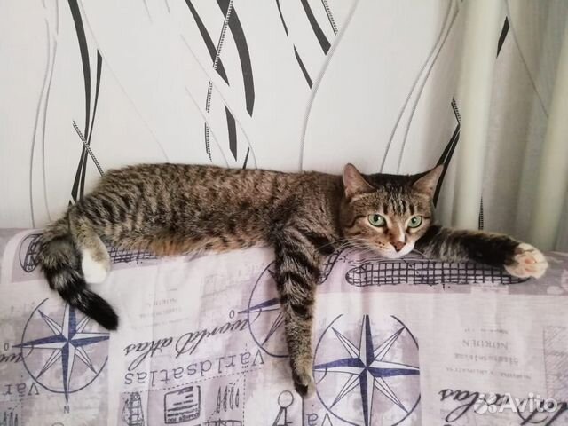 Кошка Айза, полосатая нянька