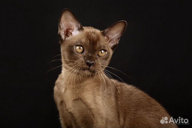 Бурманские котята