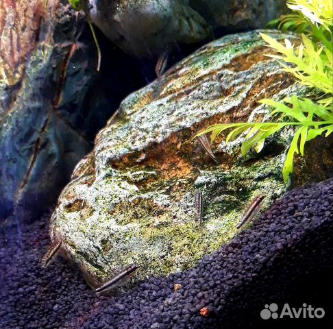 Аквариумные рыбы