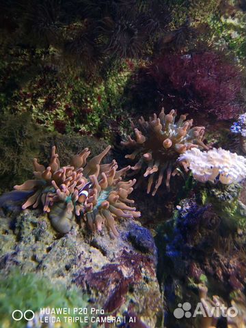 Актиния пузырьковая квадриколор(морской анемон)