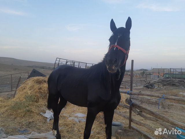 Лошадь
