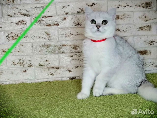 Британская кошка