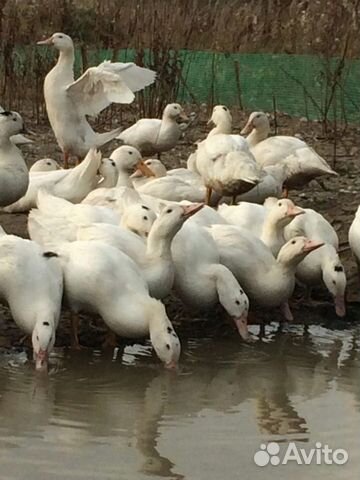 Утки Муларды