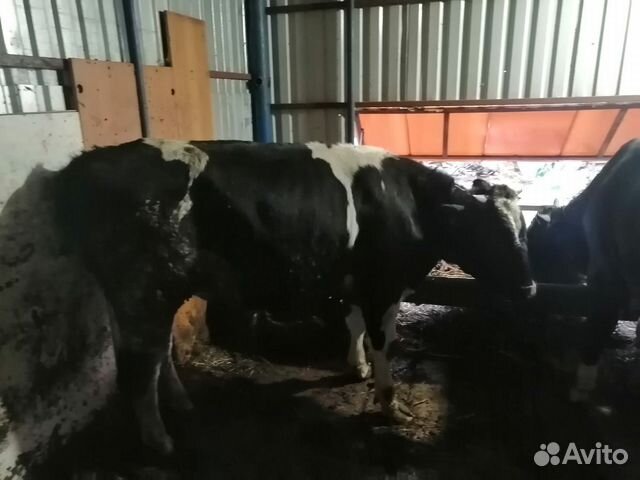 Быки на мясо