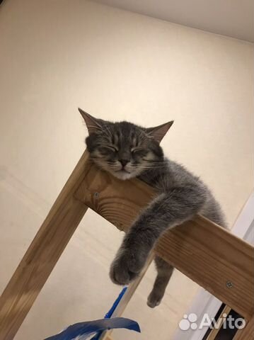 Животное