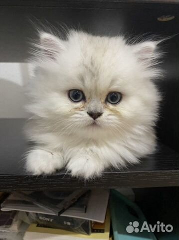 Персидский котёнок