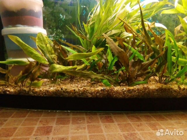 Аквариумные растения