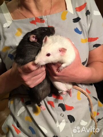 Крысы Дамбо мальчики в добрые руки