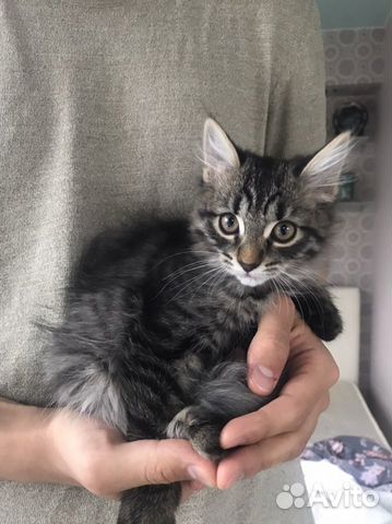 Котёнок