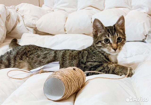 Котёнок Степа в дар