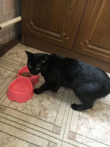 Пристрою кошечку