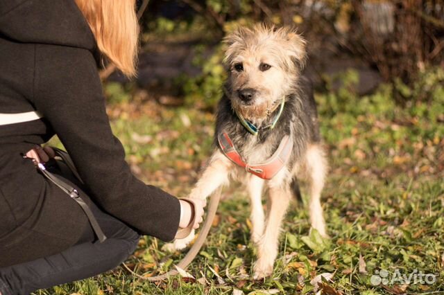 Марта-Мартина. Умная небольшая собака. Бесплатно
