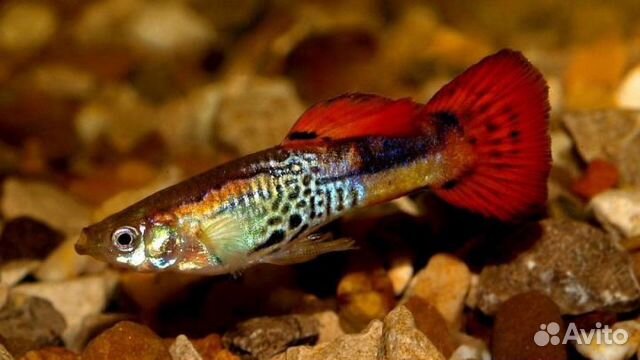 Гуппи *Красная кобра*