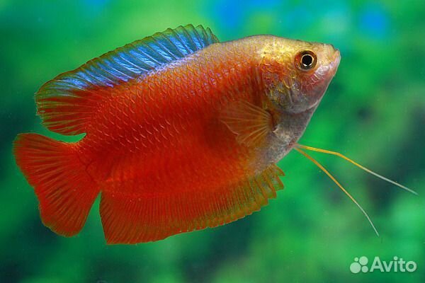 Лялиус красный самцы и самки