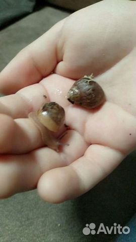 Улитка Ахатина