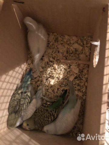 Семья попугай и клетка