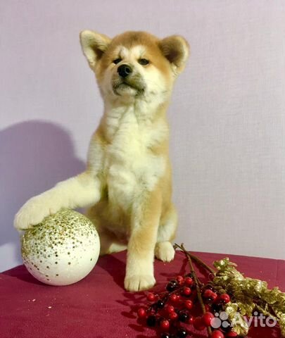 Японские Акитки