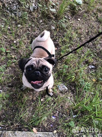 Щенки мопса