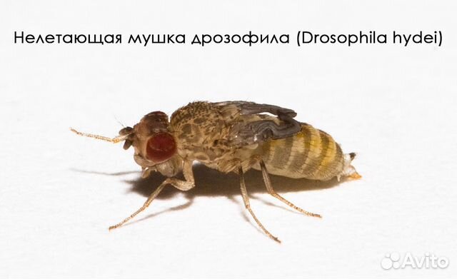 Дрозофила нелетающая, drosophila hydei