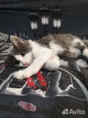 Котенок в хорошие руки