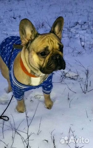 Французский бульдог