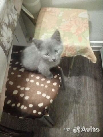 Русская голубая