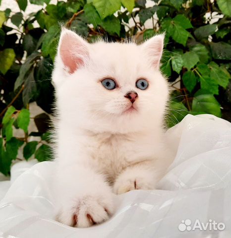 Продается котенок (мальчик) британской шиншиллы