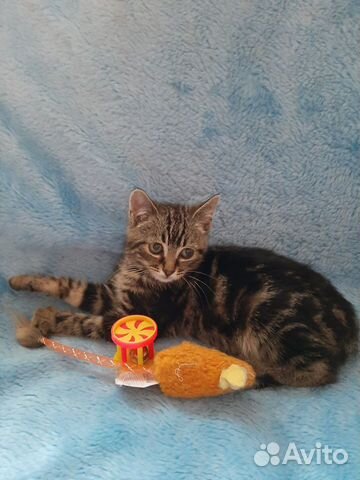 Котята(подкидыши) ищут дом