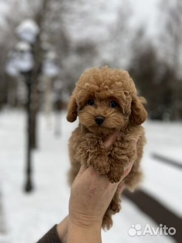 Той-пудель Люси