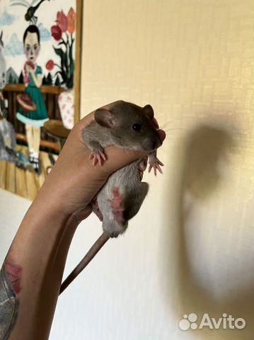 Крыса дамбо