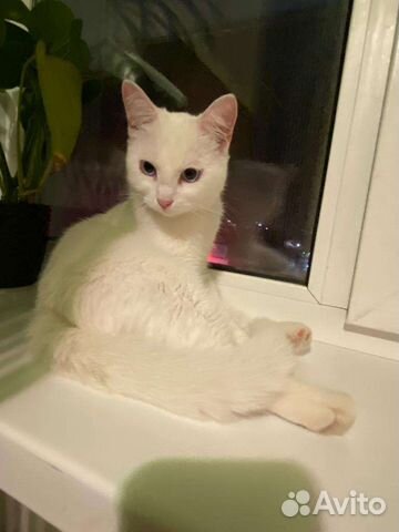 Кошка