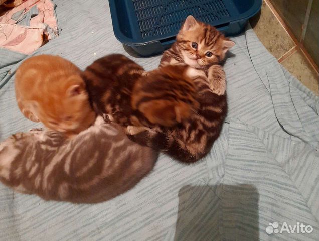 Кошка скотиш страйт