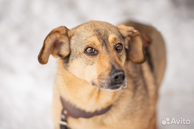 Тайга 45-50см в холке. Ищет дом