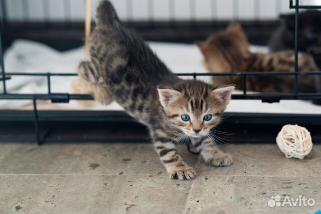 Тигровый котенок девочка бесплатно