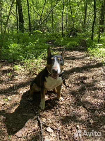 Миниатюрный Бультерьер вязка