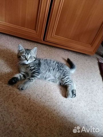 Шотландские котята