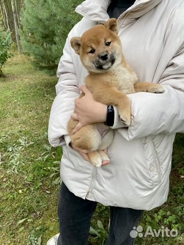 Щенки сиба ину РКФ